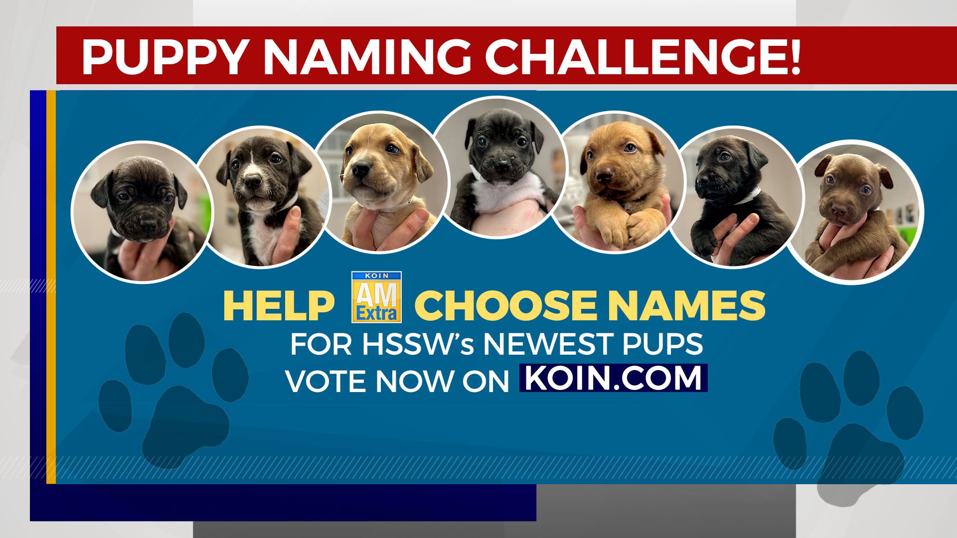 Portland Humane Society Puppies