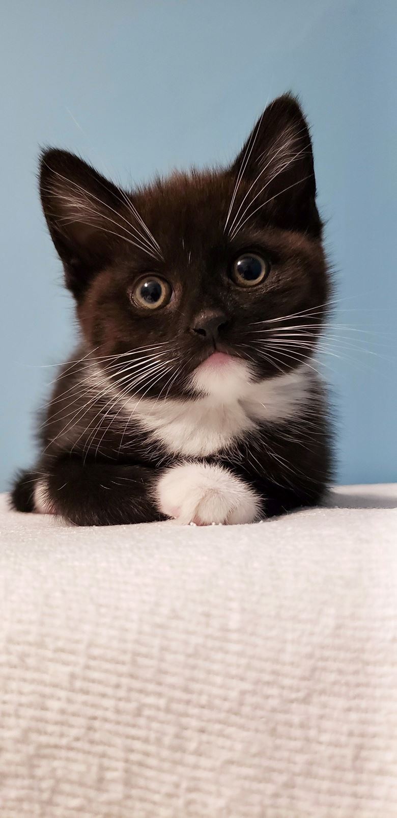 The Most Beautiful Cat Photo Contest Enter Modern Cat Photo Contest