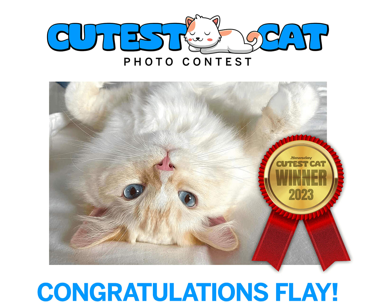 Newsday's Cutest Cat Photo Contest